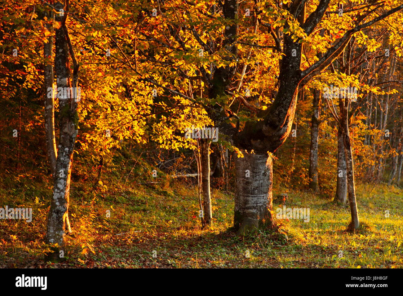 tree, trees, coloured, colourful, gorgeous, multifarious, richly ...