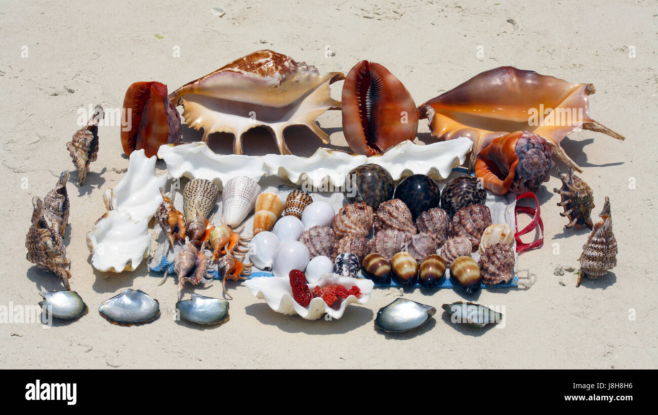 shell, collection, seashell, salt water, sea, ocean, water, nature ...