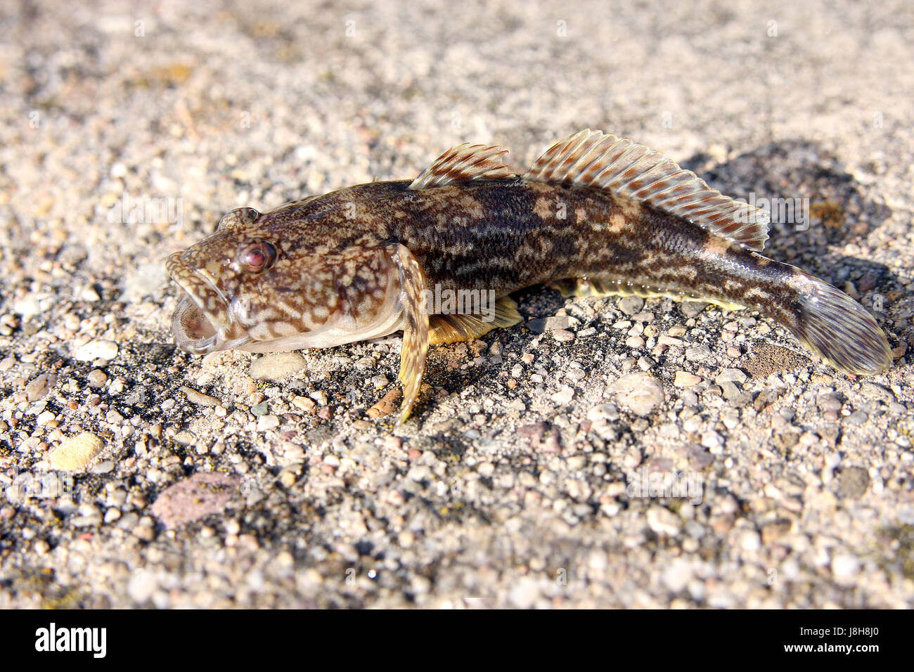 animal, fish, animal, fish, catfish, quappe, trsche, trische, treische ...