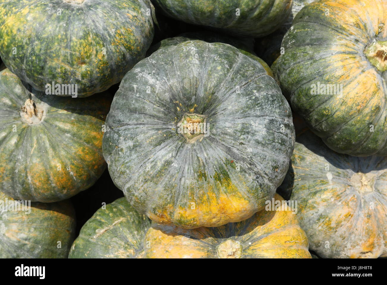 Musk pumpkin (Cucurbita moschata), Muskat de Provence Stock Photo - Alamy