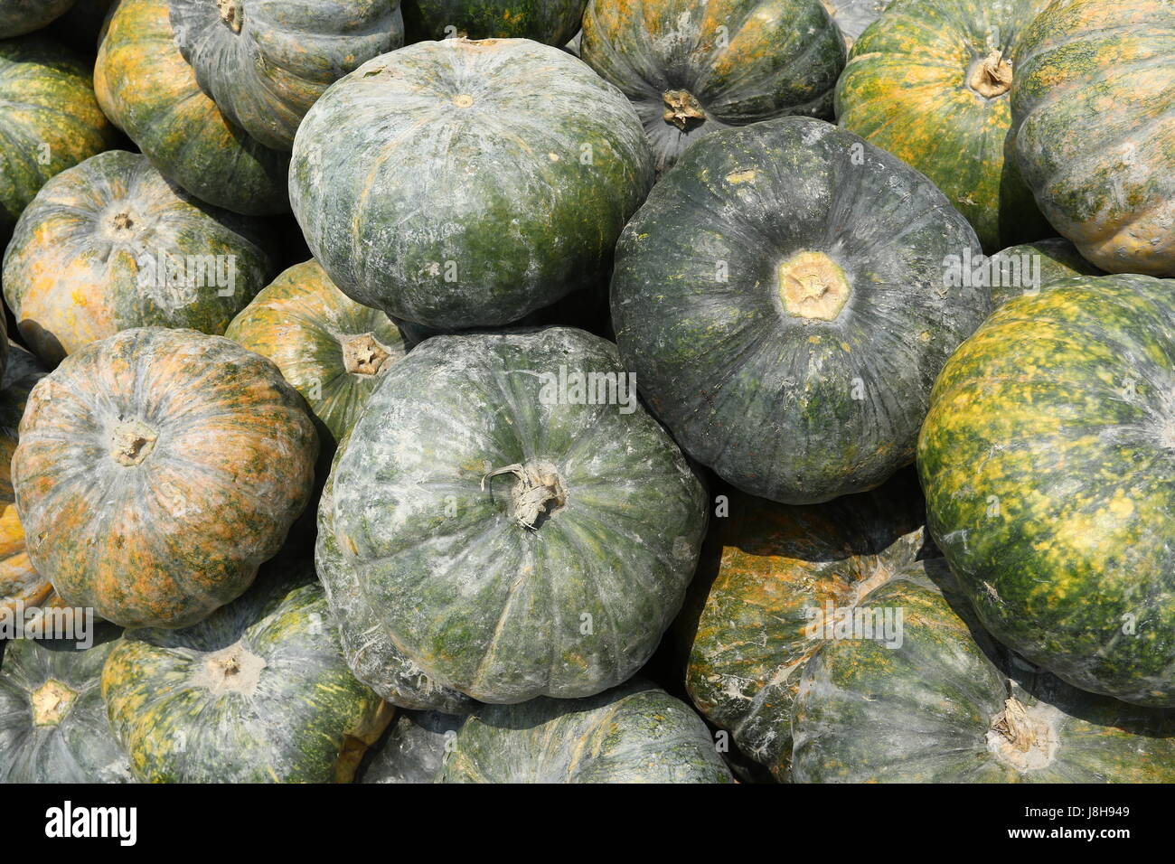 Musk pumpkin (Cucurbita moschata), Muskat de Provence Stock Photo - Alamy