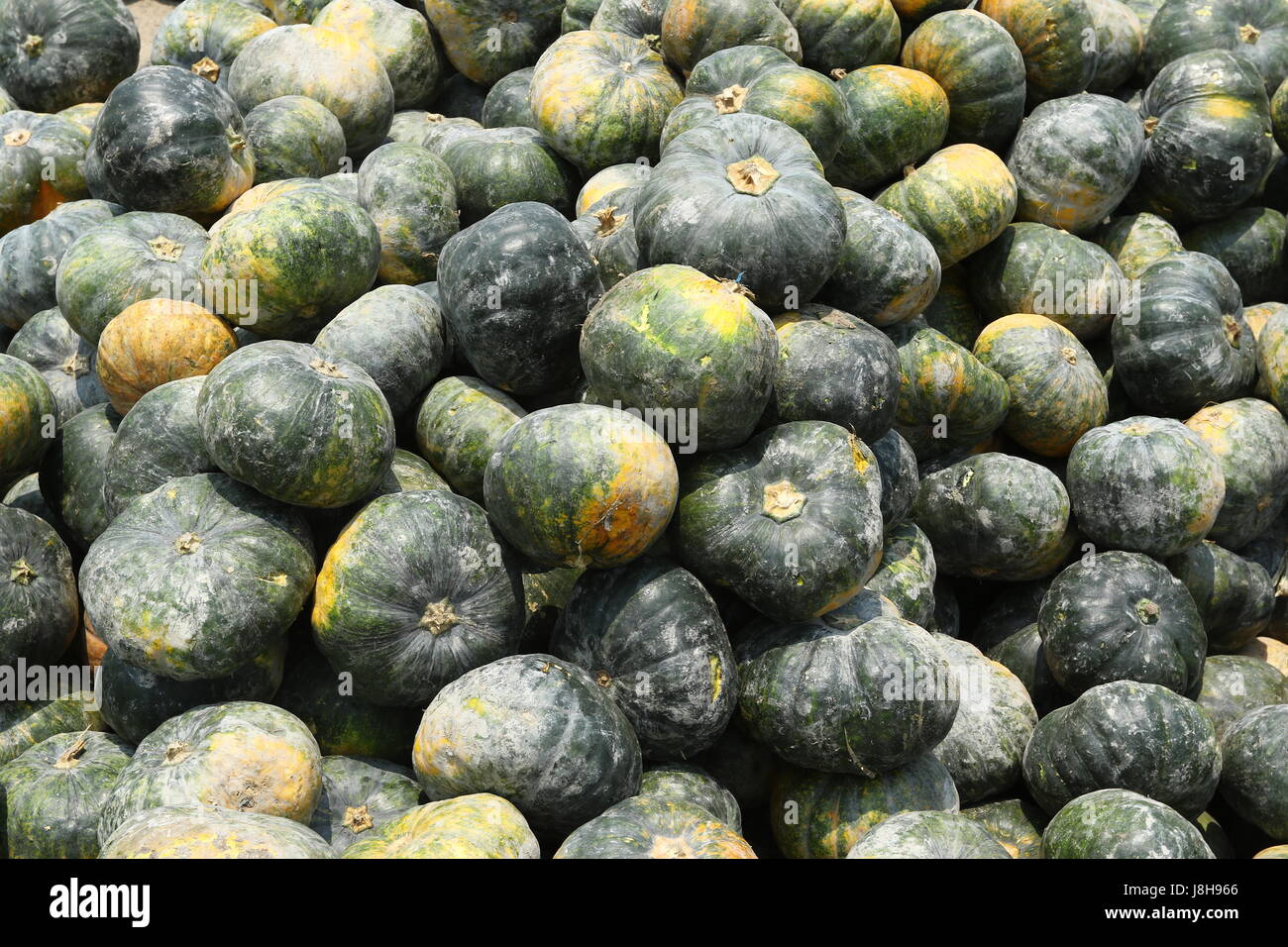 Musk pumpkin (Cucurbita moschata), Muskat de Provence Stock Photo - Alamy