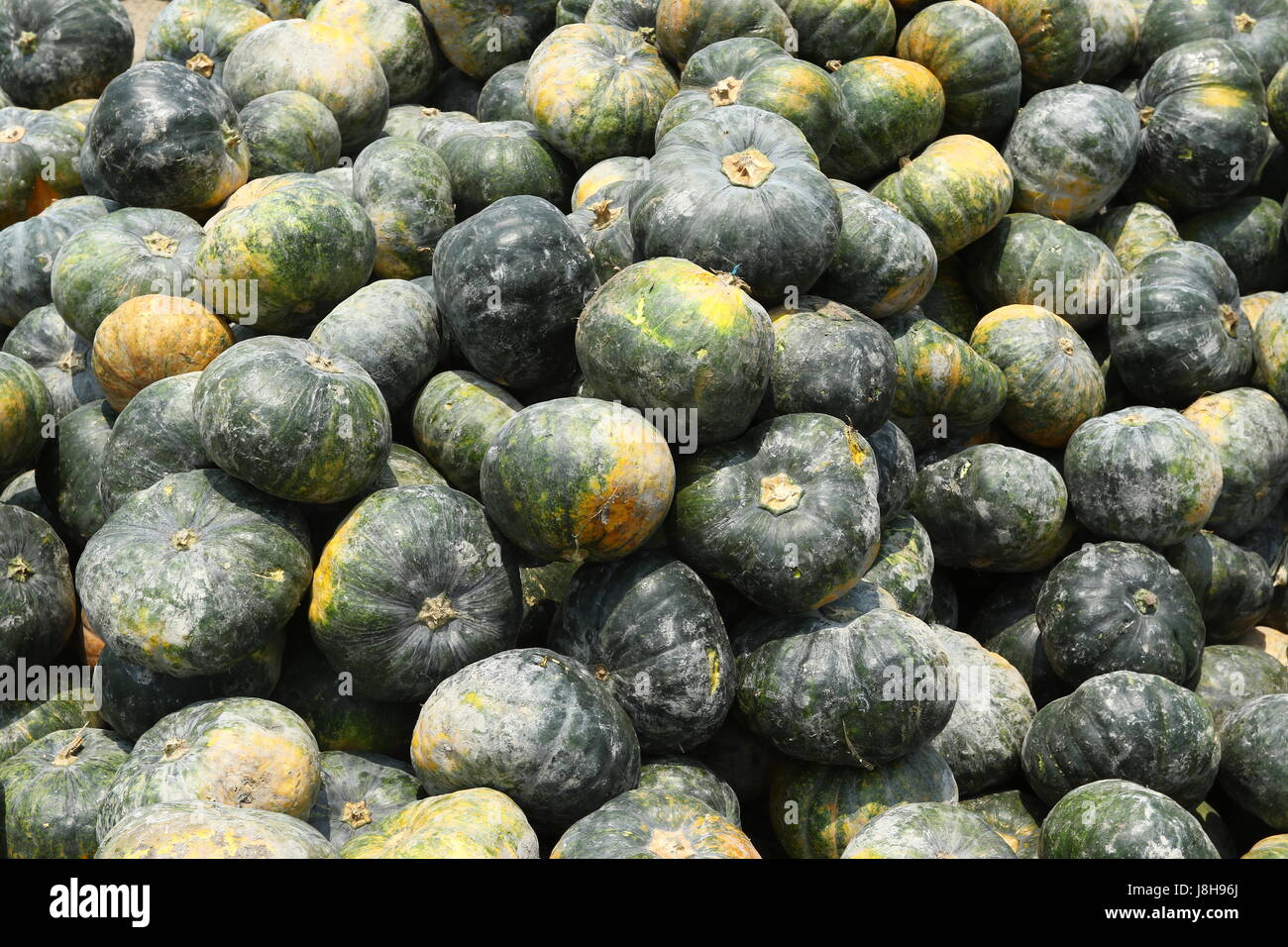 Musk pumpkin (Cucurbita moschata), Muskat de Provence Stock Photo - Alamy