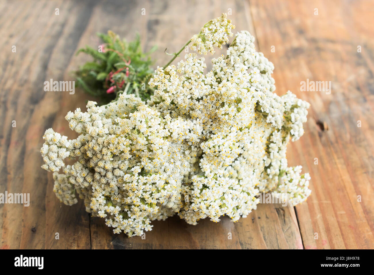 Yarrow on a Rustic Wooden Background Stock Photo - Alamy