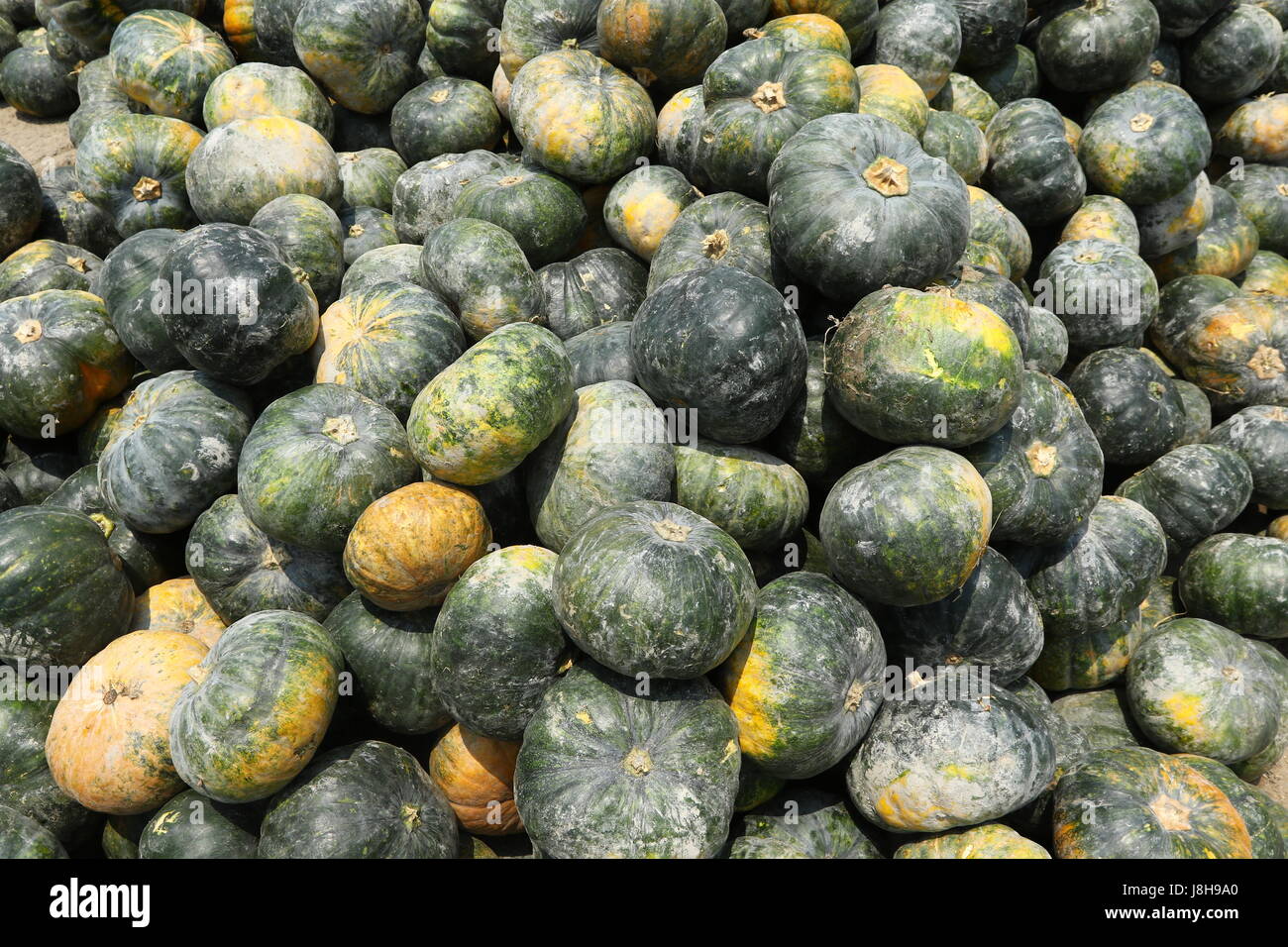 Musk pumpkin (Cucurbita moschata), Muskat de Provence Stock Photo - Alamy