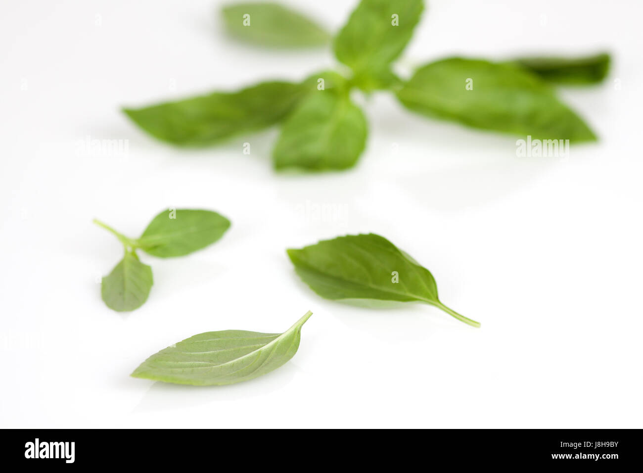 single basil leaves Stock Photo - Alamy