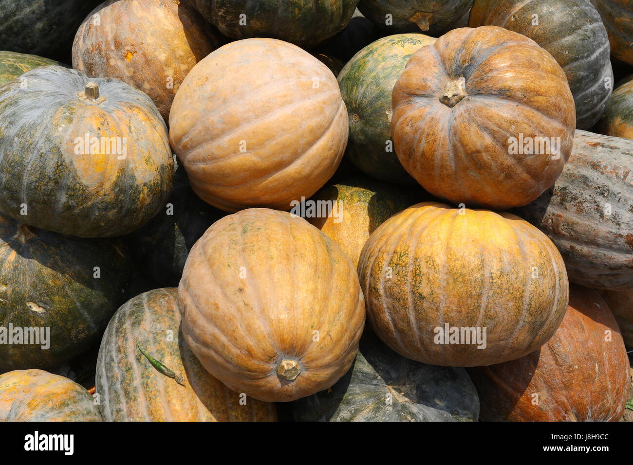 Musk pumpkin (Cucurbita moschata), Muskat de Provence Stock Photo - Alamy