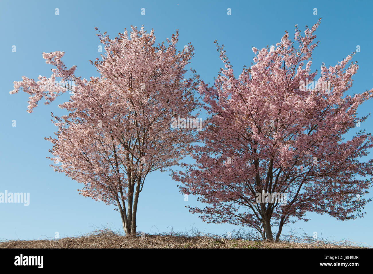 two cherry trees Stock Photo - Alamy