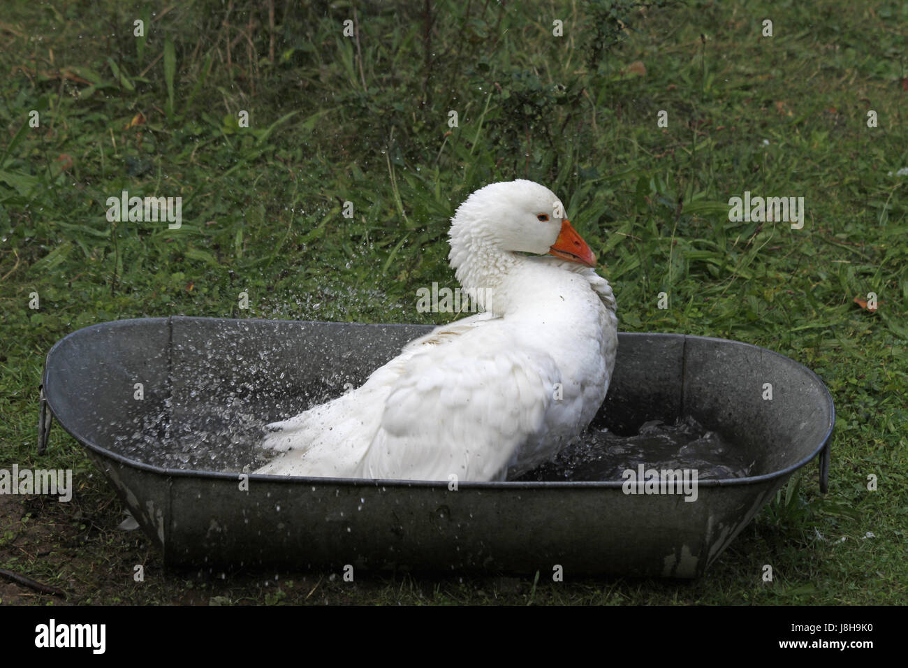Lippegans hi-res stock photography and images - Alamy