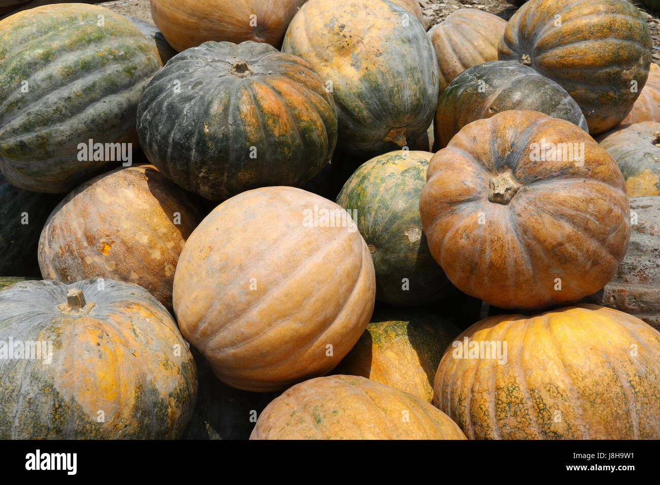 Musk pumpkin (Cucurbita moschata), Muskat de Provence Stock Photo - Alamy