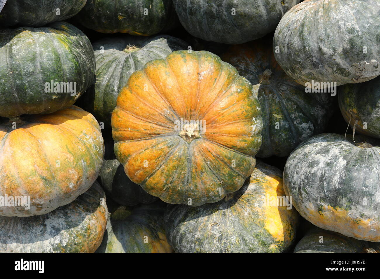 Musk pumpkin (Cucurbita moschata), Muskat de Provence Stock Photo - Alamy