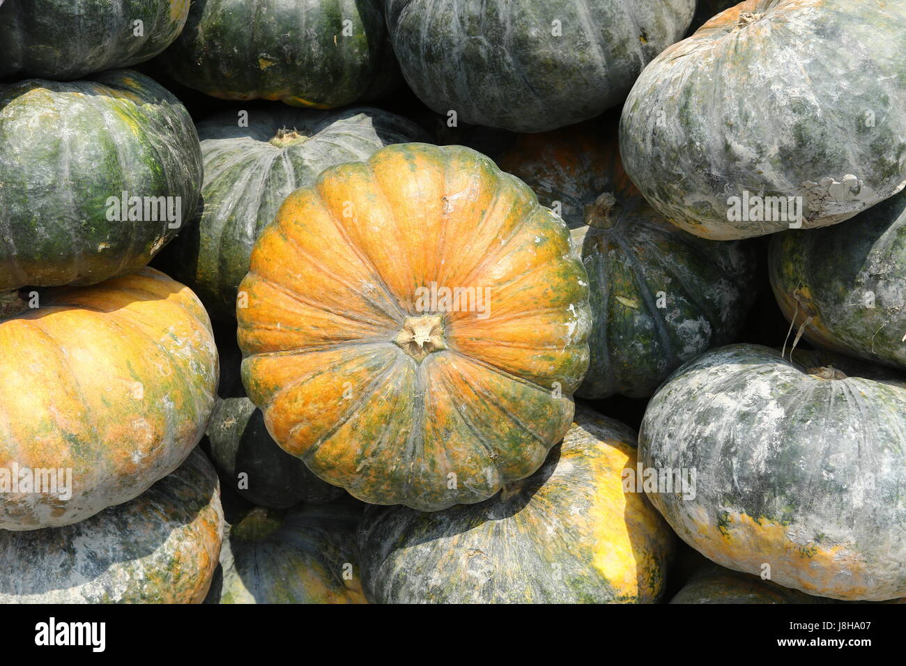 Musk pumpkin (Cucurbita moschata), Muskat de Provence Stock Photo - Alamy