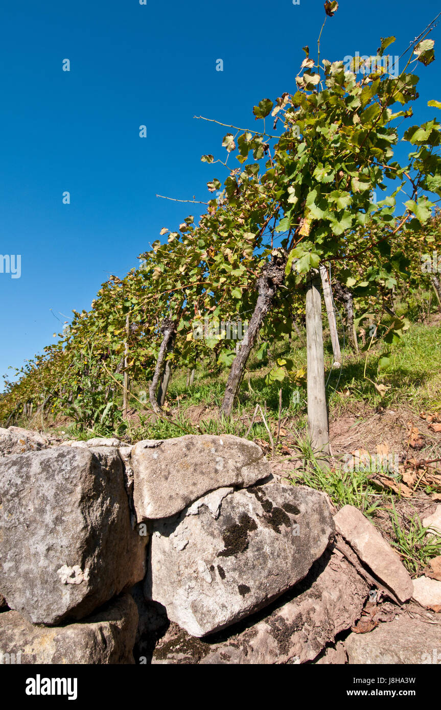 wall, vineyard, portrait format, stonewall, stones, fall, autumn, drink ...