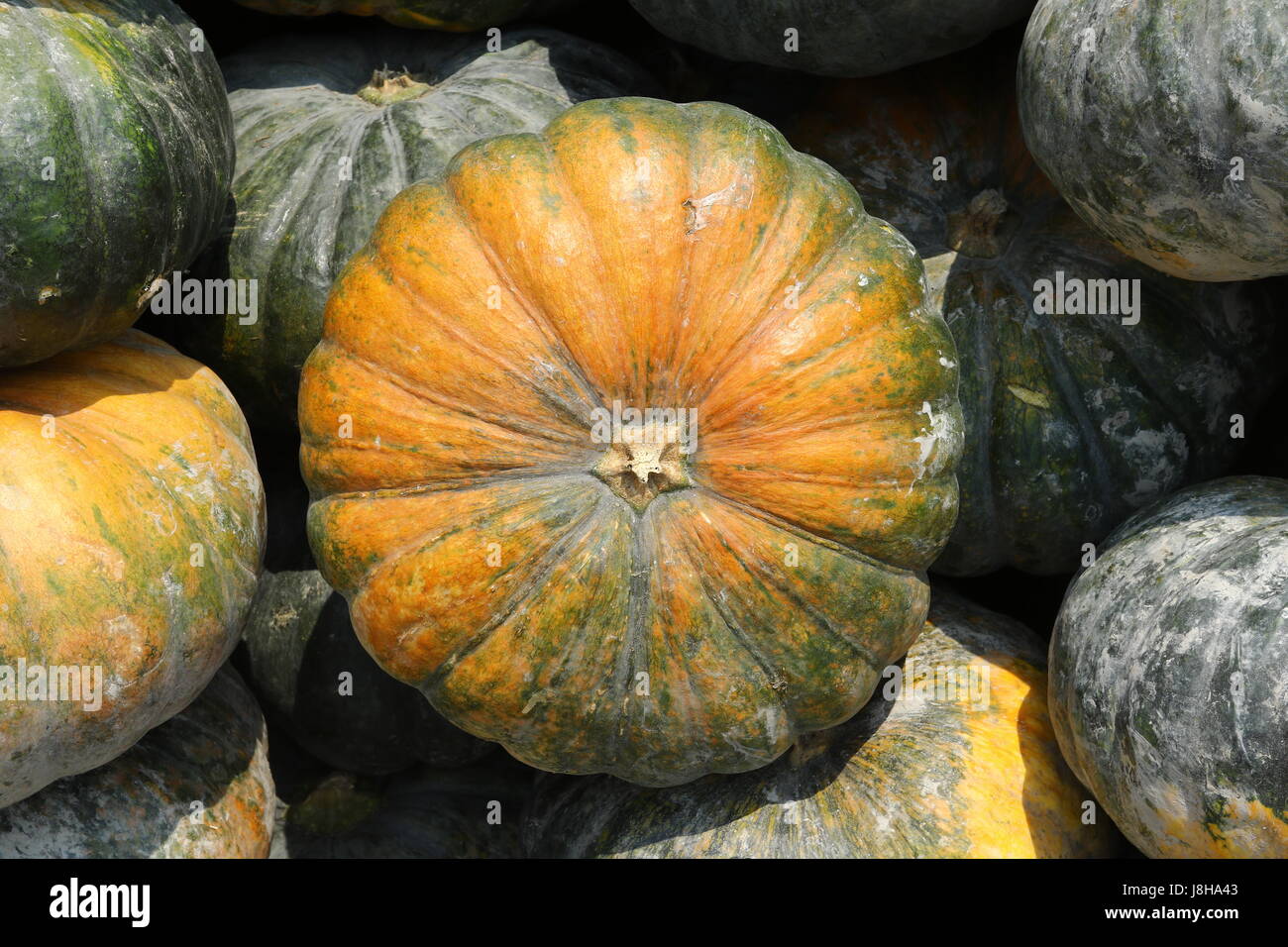 Musk pumpkin (Cucurbita moschata), Muskat de Provence Stock Photo - Alamy