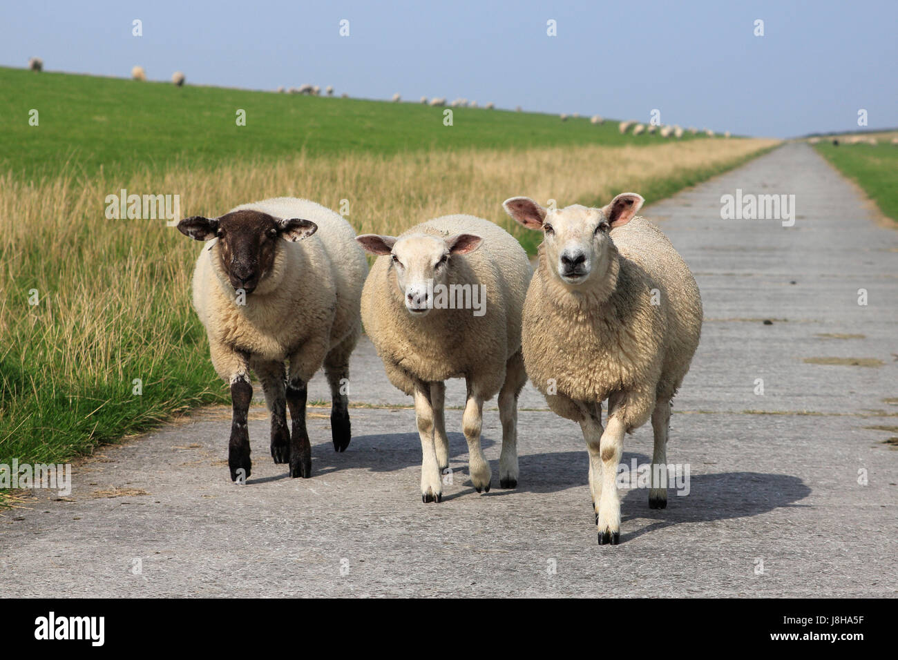 water, north sea, salt water, sea, ocean, sheep, three, dike, farm ...