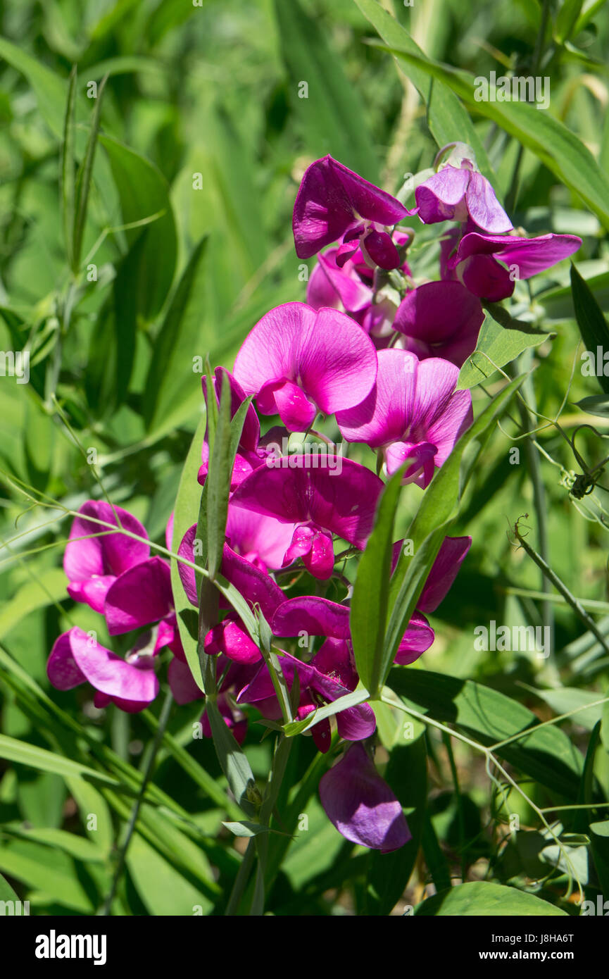 Pink Sweet Peas High Resolution Stock Photography and Images - Alamy
