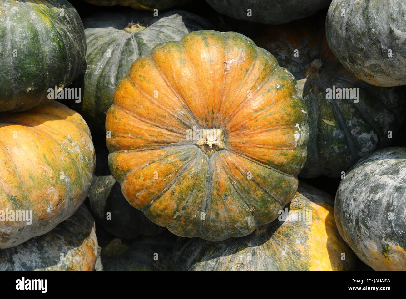 Musk pumpkin (Cucurbita moschata), Muskat de Provence Stock Photo - Alamy