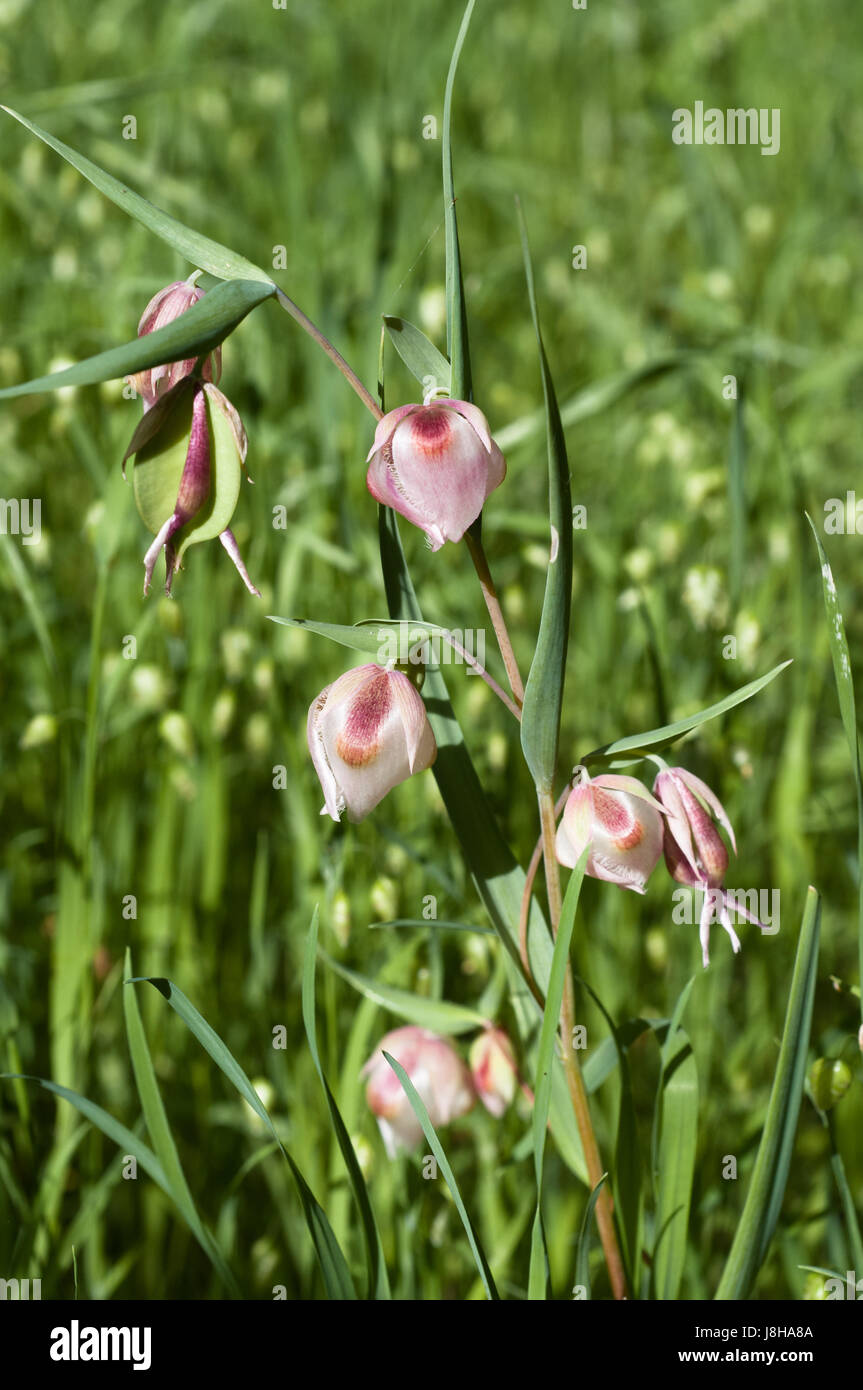 Cluster of Fairy Lanterns grow in the green grass also known as White ...
