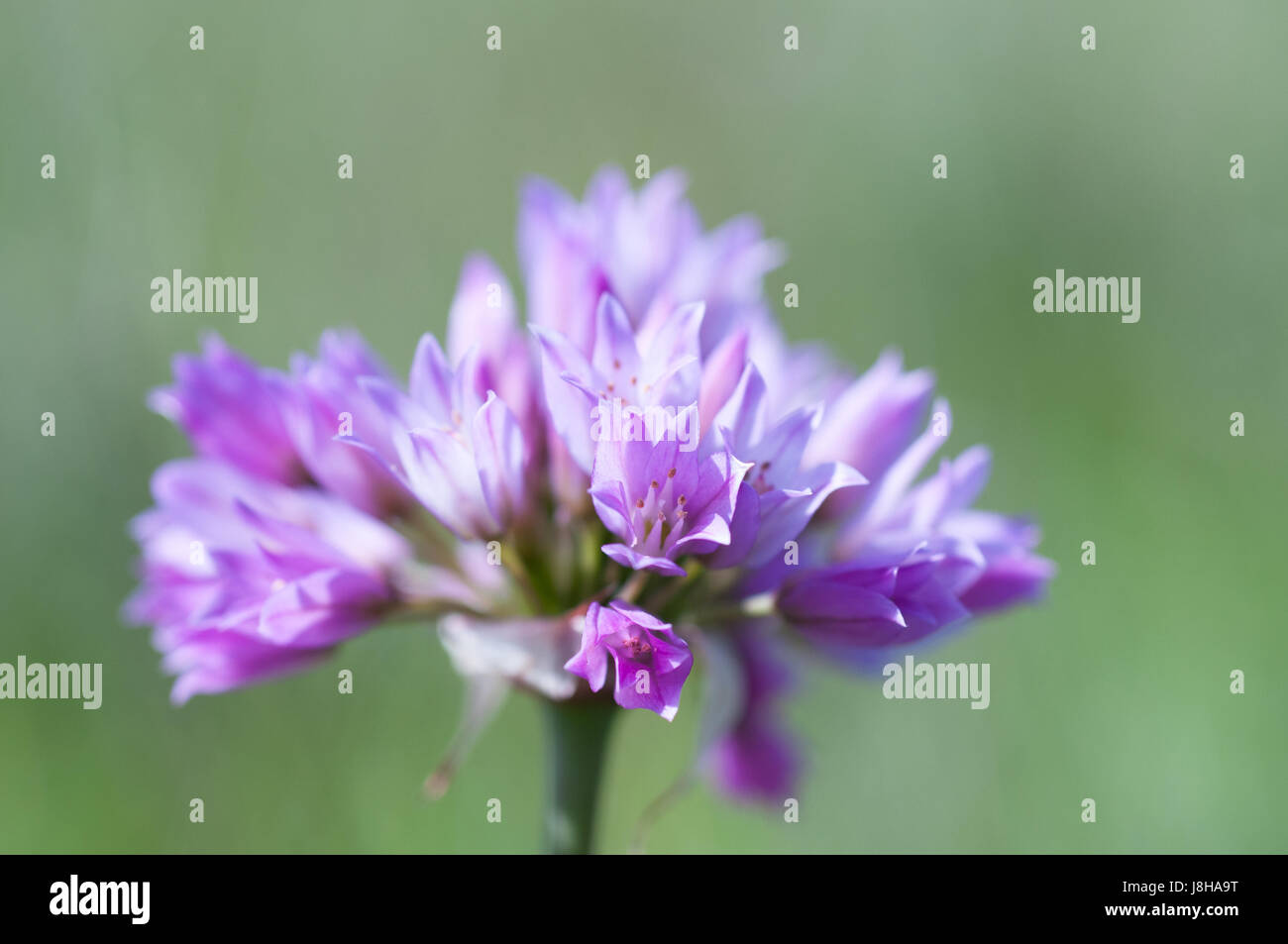 Layers of wildflowers hi-res stock photography and images - Alamy
