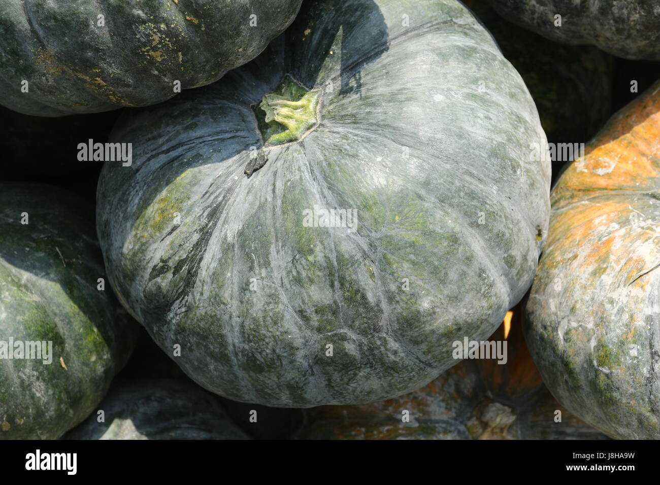 Musk pumpkin (Cucurbita moschata), Muskat de Provence Stock Photo - Alamy