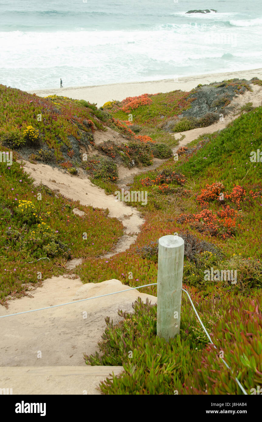 Sand trail leads through wildflowers to the beach with person walking ...