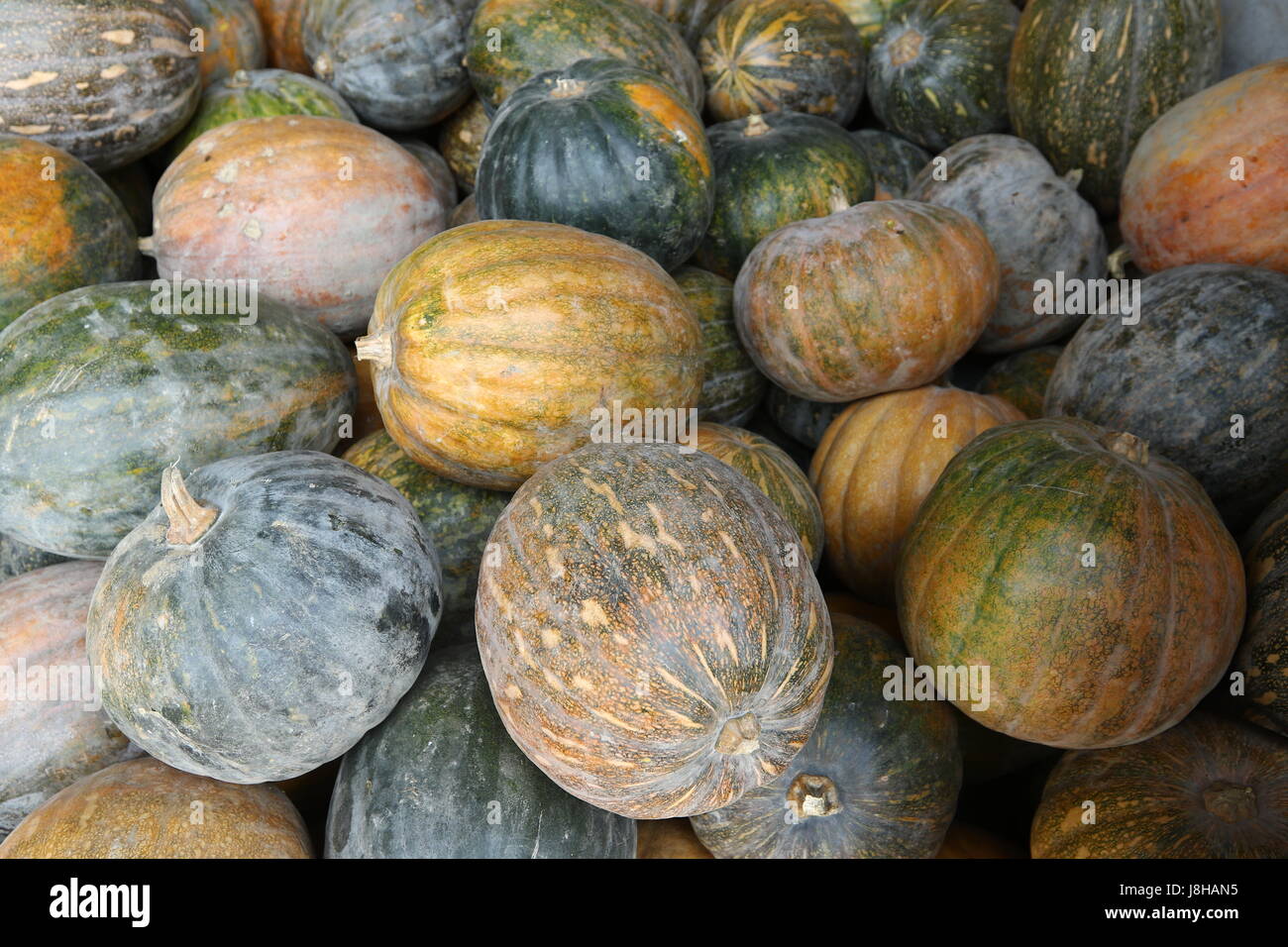 Musk pumpkin (Cucurbita moschata), Muskat de Provence Stock Photo - Alamy