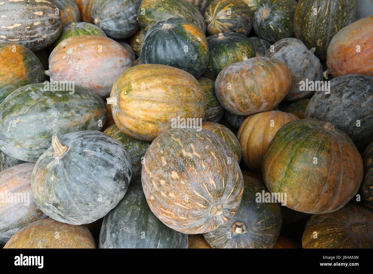 Musk pumpkin (Cucurbita moschata), Muskat de Provence Stock Photo - Alamy