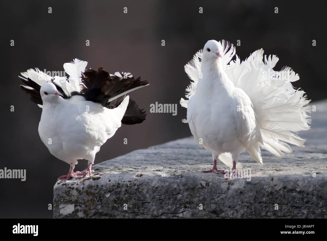 affection, pigeons, love, in love, fell in love, turtle doves, to court ...