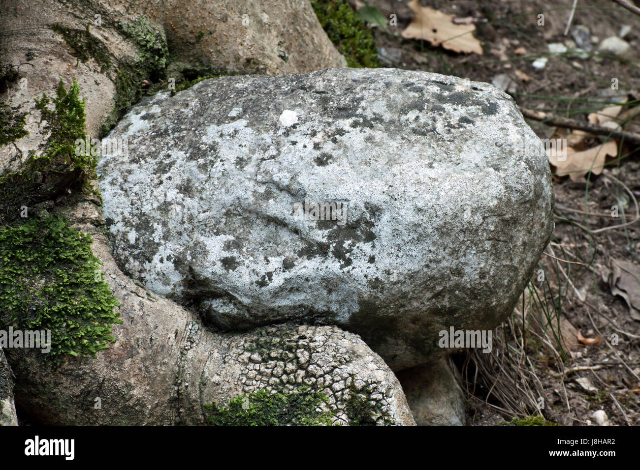 stone, root, topsoil, forest, tree root, fall, autumn, stone, root ...