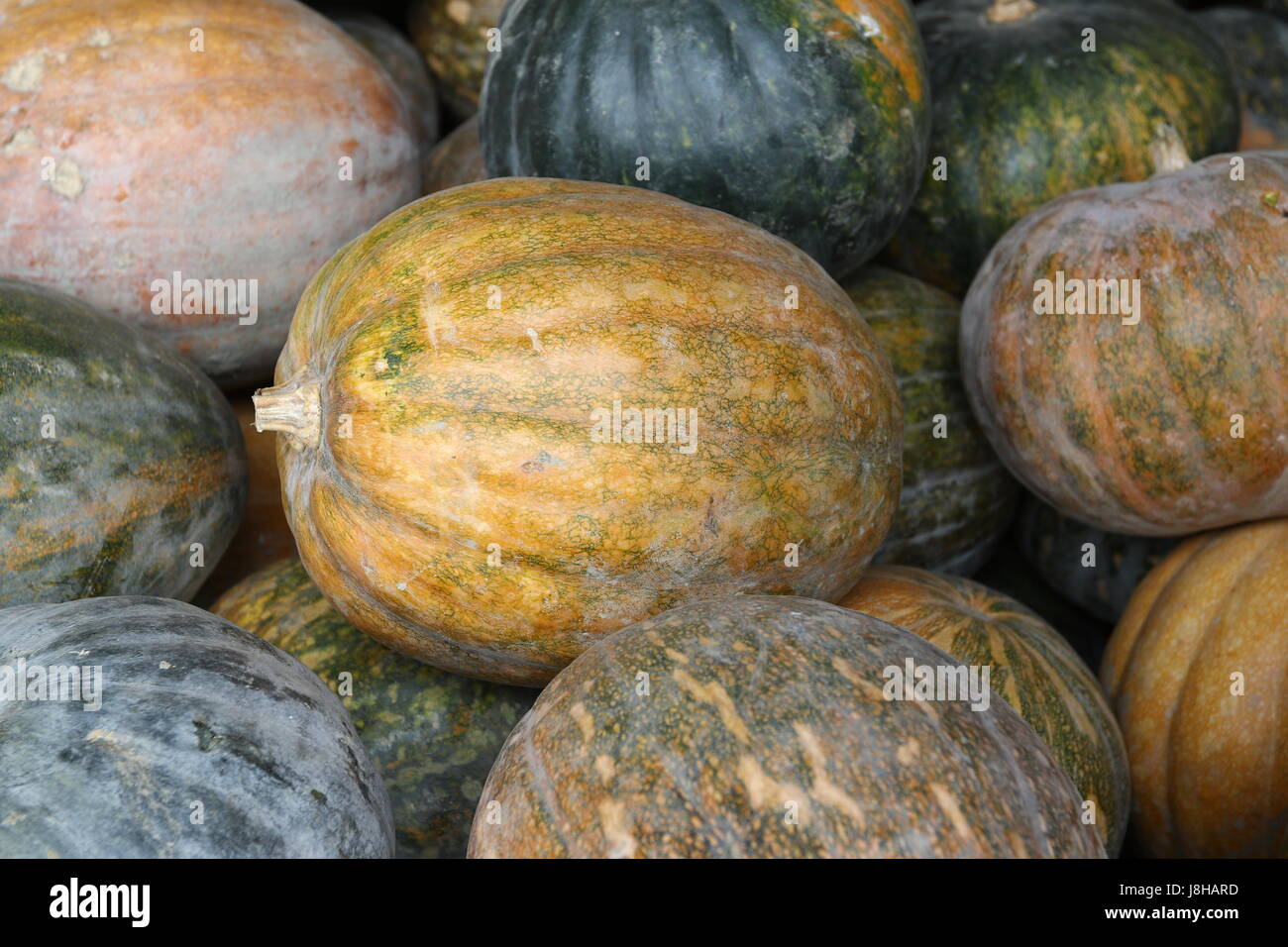 Musk pumpkin (Cucurbita moschata), Muskat de Provence Stock Photo - Alamy