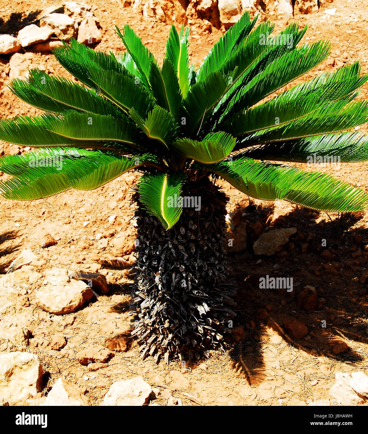 palm tree, decorative plant, tropics, nature, plant, flora, botany ...