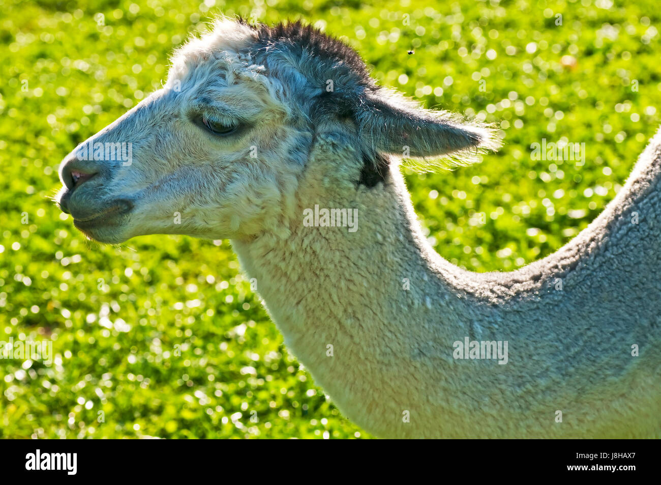 animal, mammal, farm animal, alpaca, animal, mammal, male, masculine ...