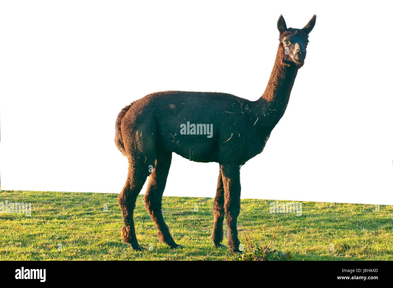 animal, mammal, farm animal, alpaca, animal, mammal, male, masculine ...