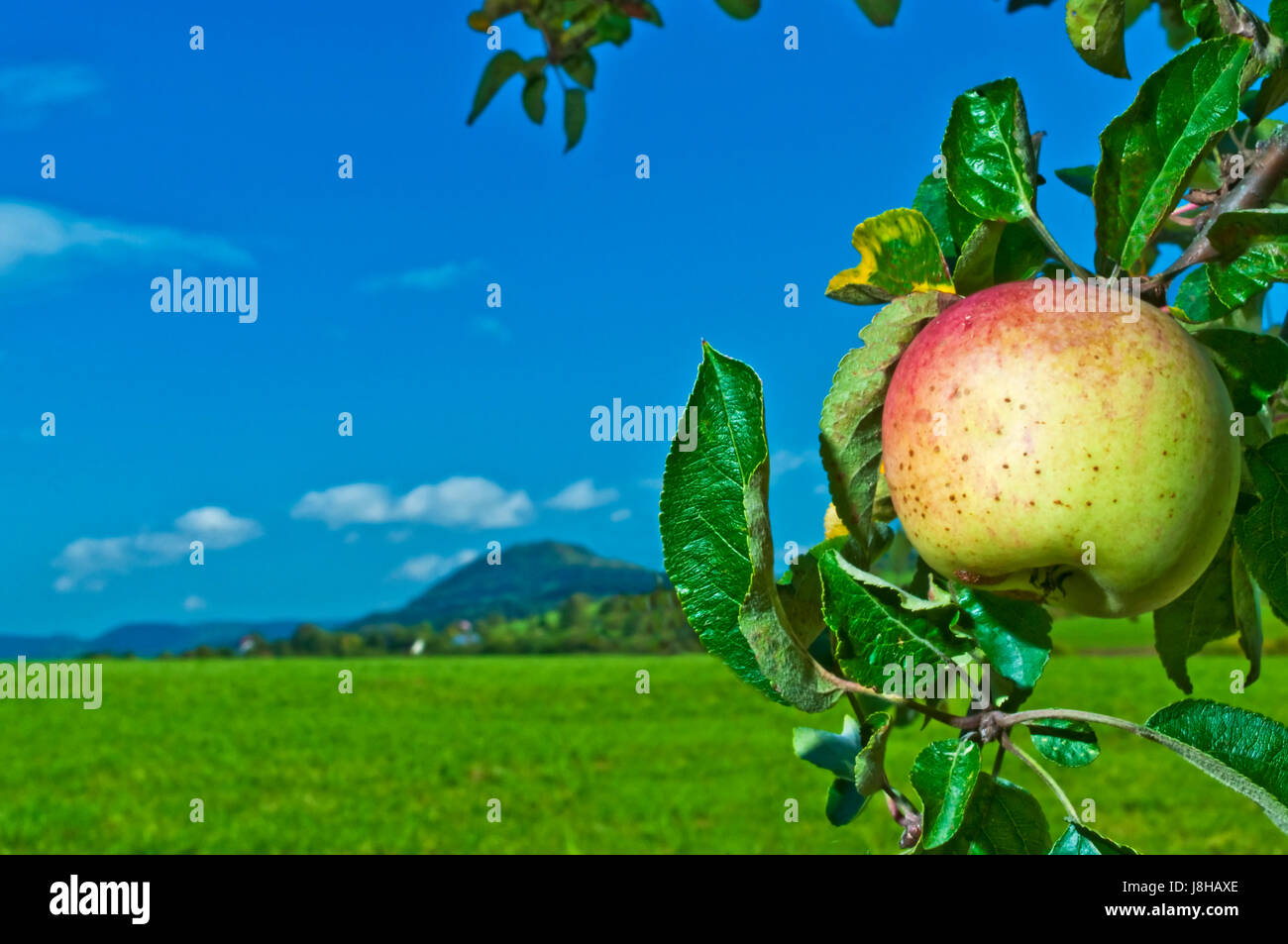 apple with landscape Stock Photo - Alamy