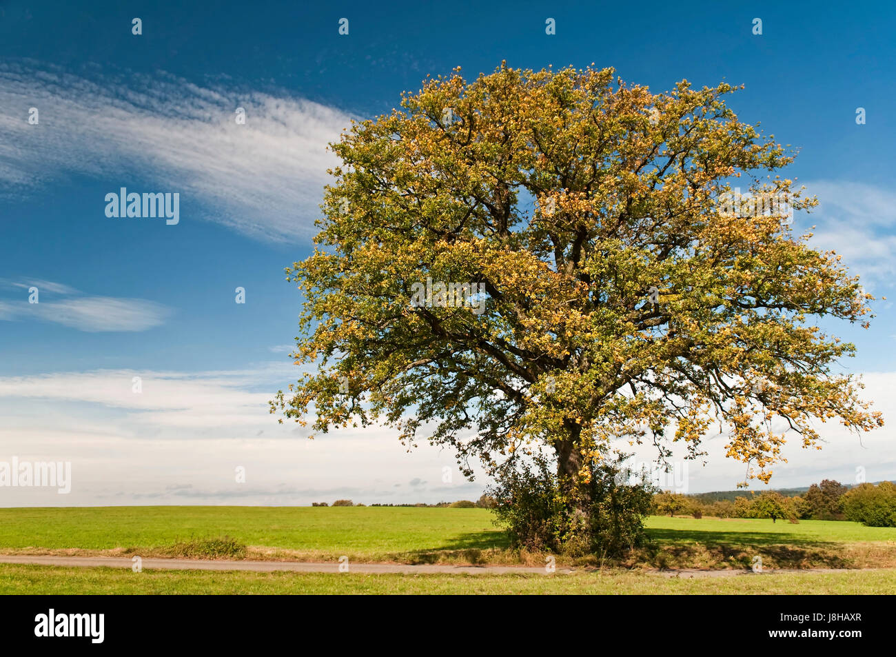 blue, oak, firmament, sky, yellow, clouds, old, fall, autumn, blue, oak ...