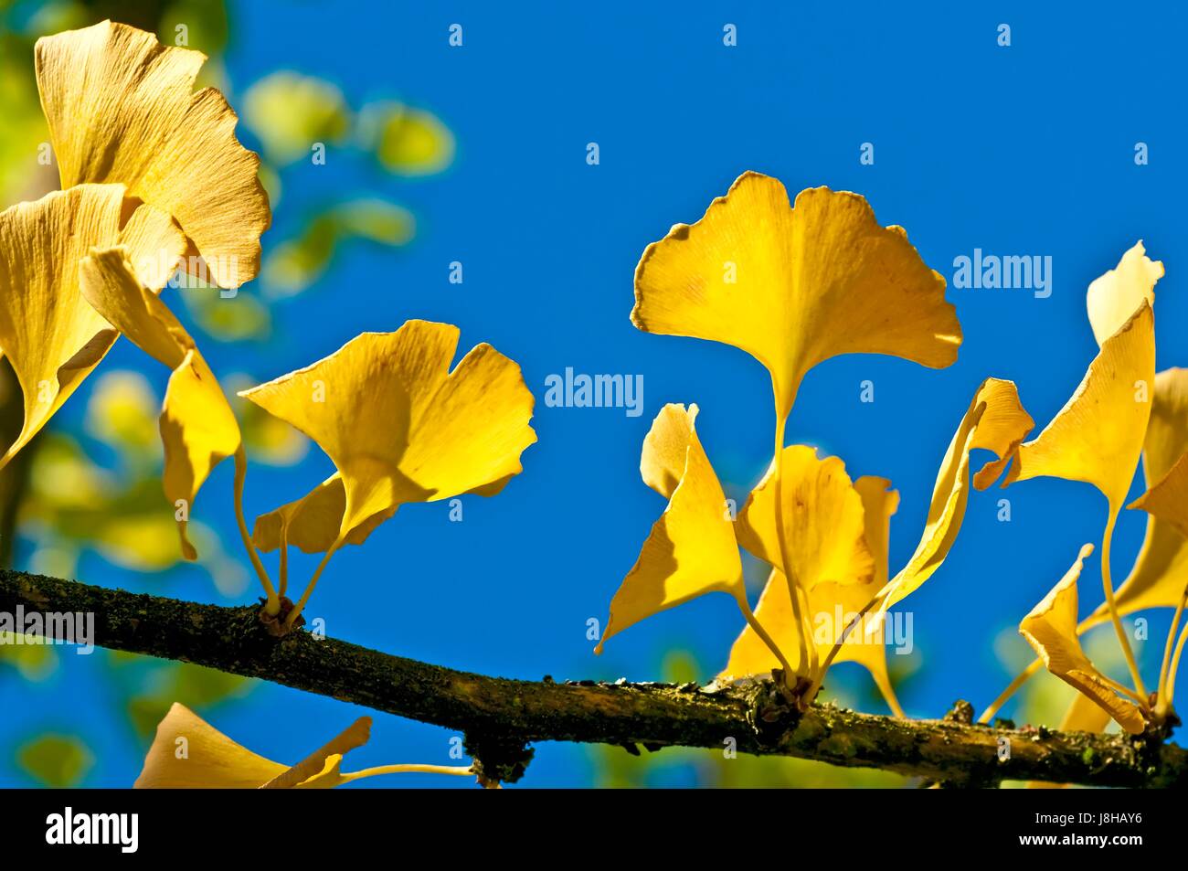 gingko tree with autumn leaves Stock Photo - Alamy