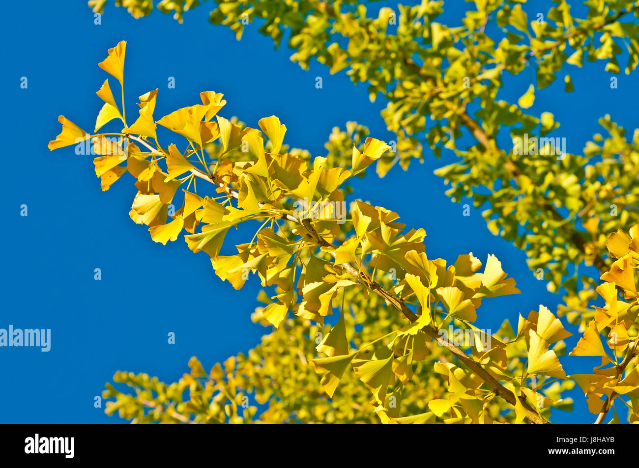 gingko tree with autumn leaves Stock Photo - Alamy