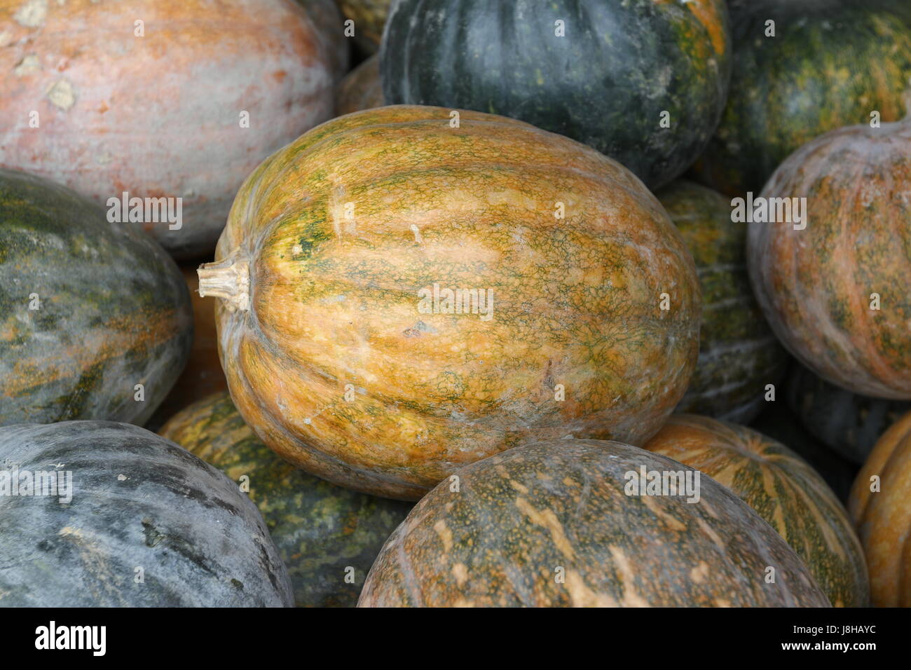 Musk pumpkin (Cucurbita moschata), Muskat de Provence Stock Photo - Alamy
