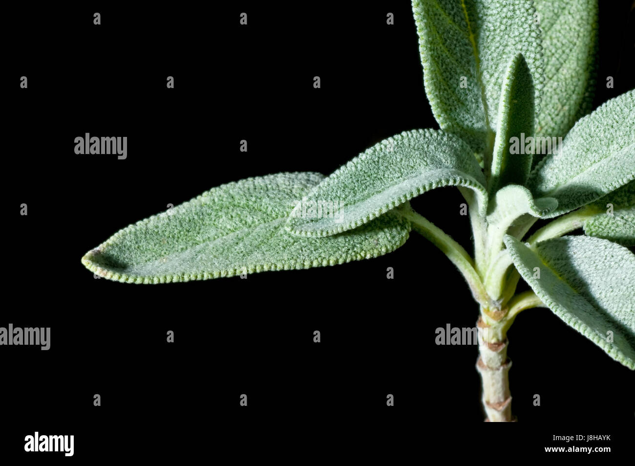 Sage tea boil hi-res stock photography and images - Alamy