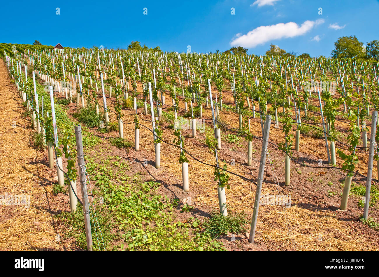 cultivation of wine, vineyard, cultivation, vintager, blue, beautiful ...