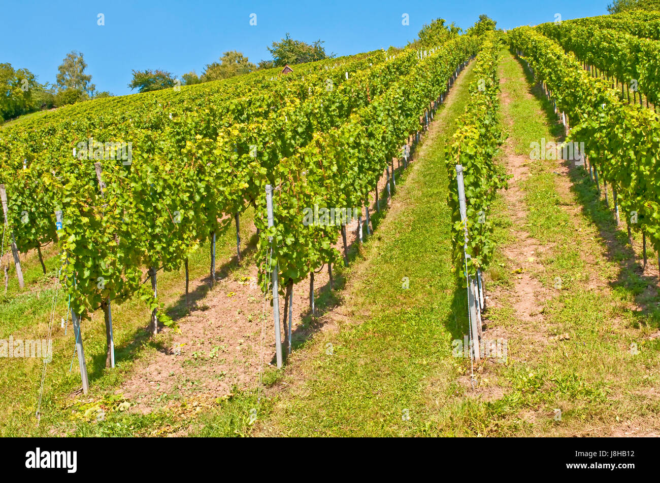cultivation of wine, vineyard, cultivation, vintager, plantation, young ...