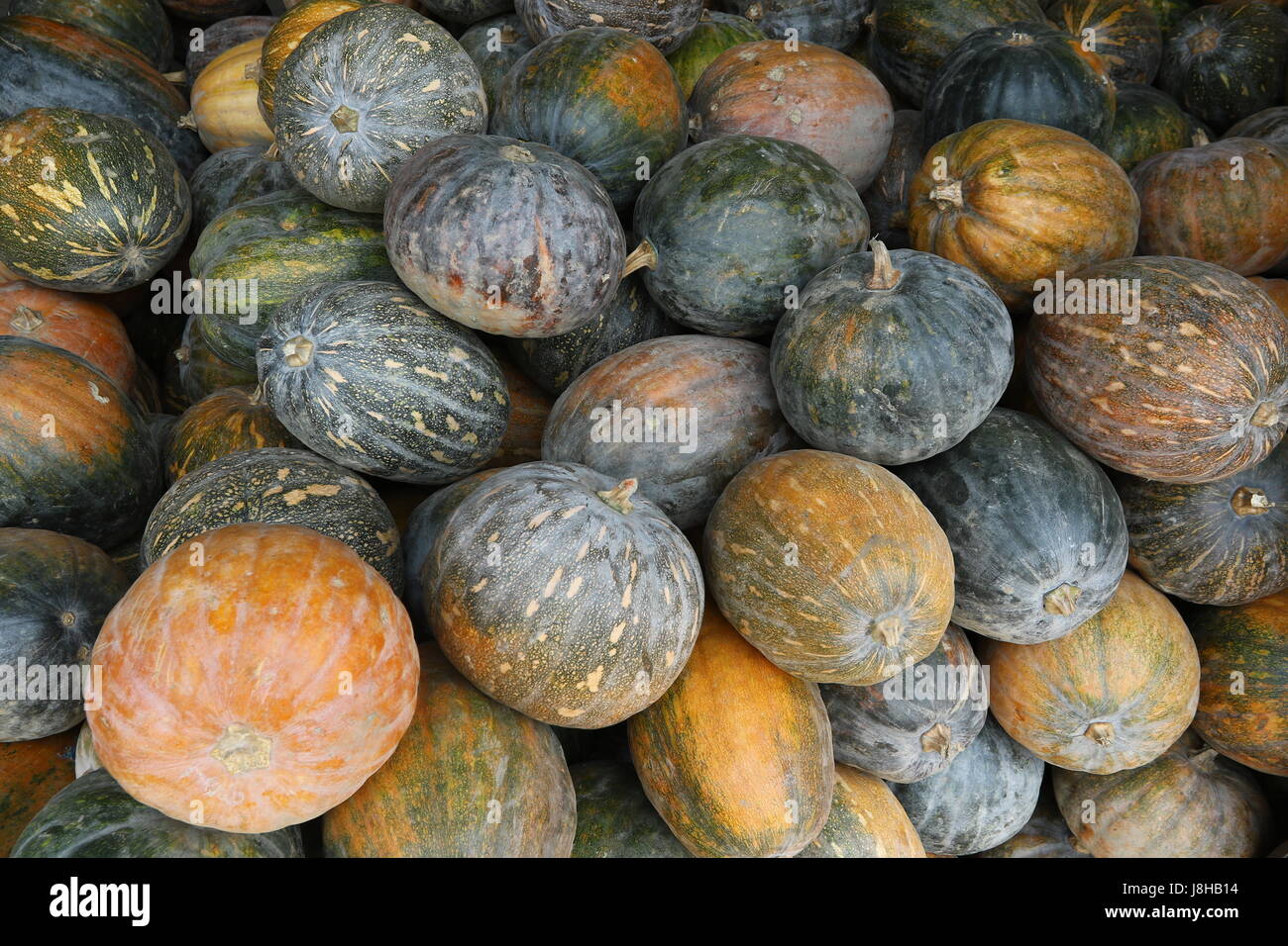 Various pumpkin varieties cucurbita pepo hi-res stock photography and ...