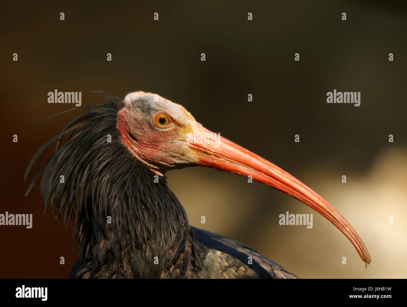 beak, ibis, beaks, macro, close-up, macro admission, close up view ...