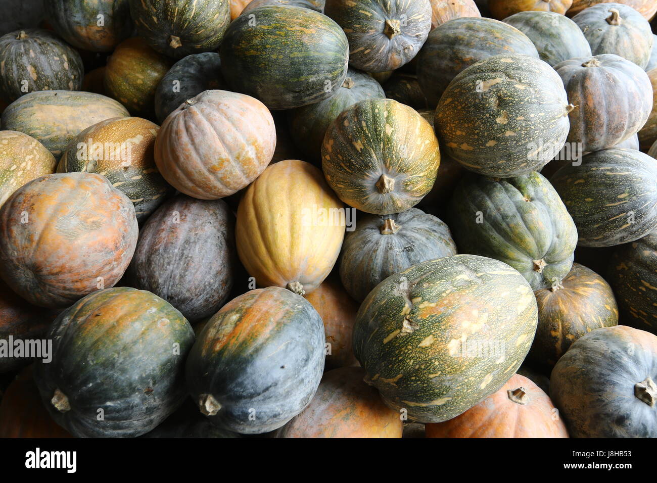 Musk pumpkin (Cucurbita moschata), Muskat de Provence Stock Photo - Alamy