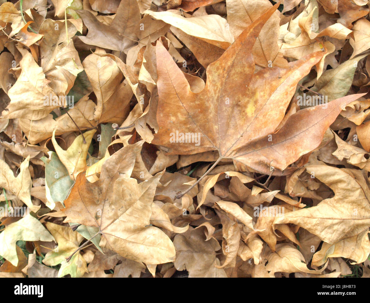 leaf, brown, brownish, brunette, leaves, backdrop, background, foliage ...