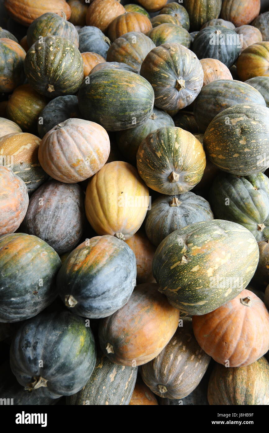 Musk pumpkin (Cucurbita moschata), Muskat de Provence Stock Photo - Alamy