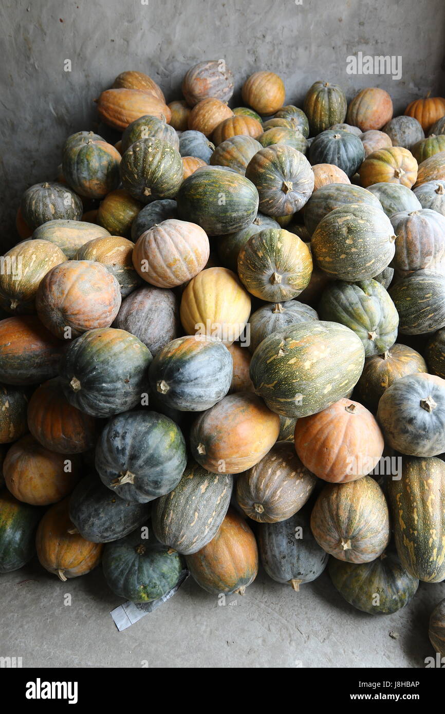 Musk pumpkin (Cucurbita moschata), Muskat de Provence Stock Photo - Alamy