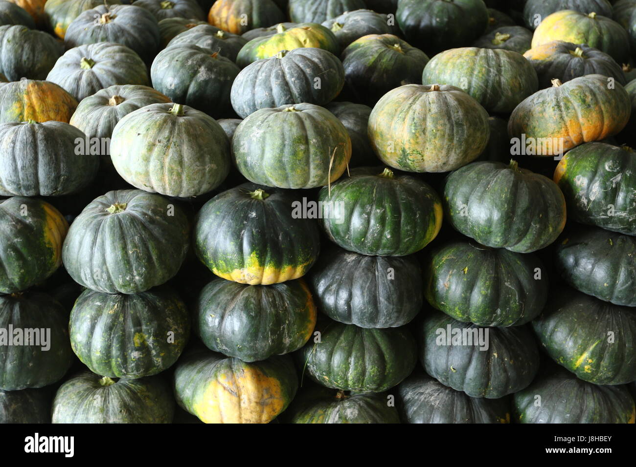 Musk pumpkin (Cucurbita moschata), Muskat de Provence Stock Photo - Alamy