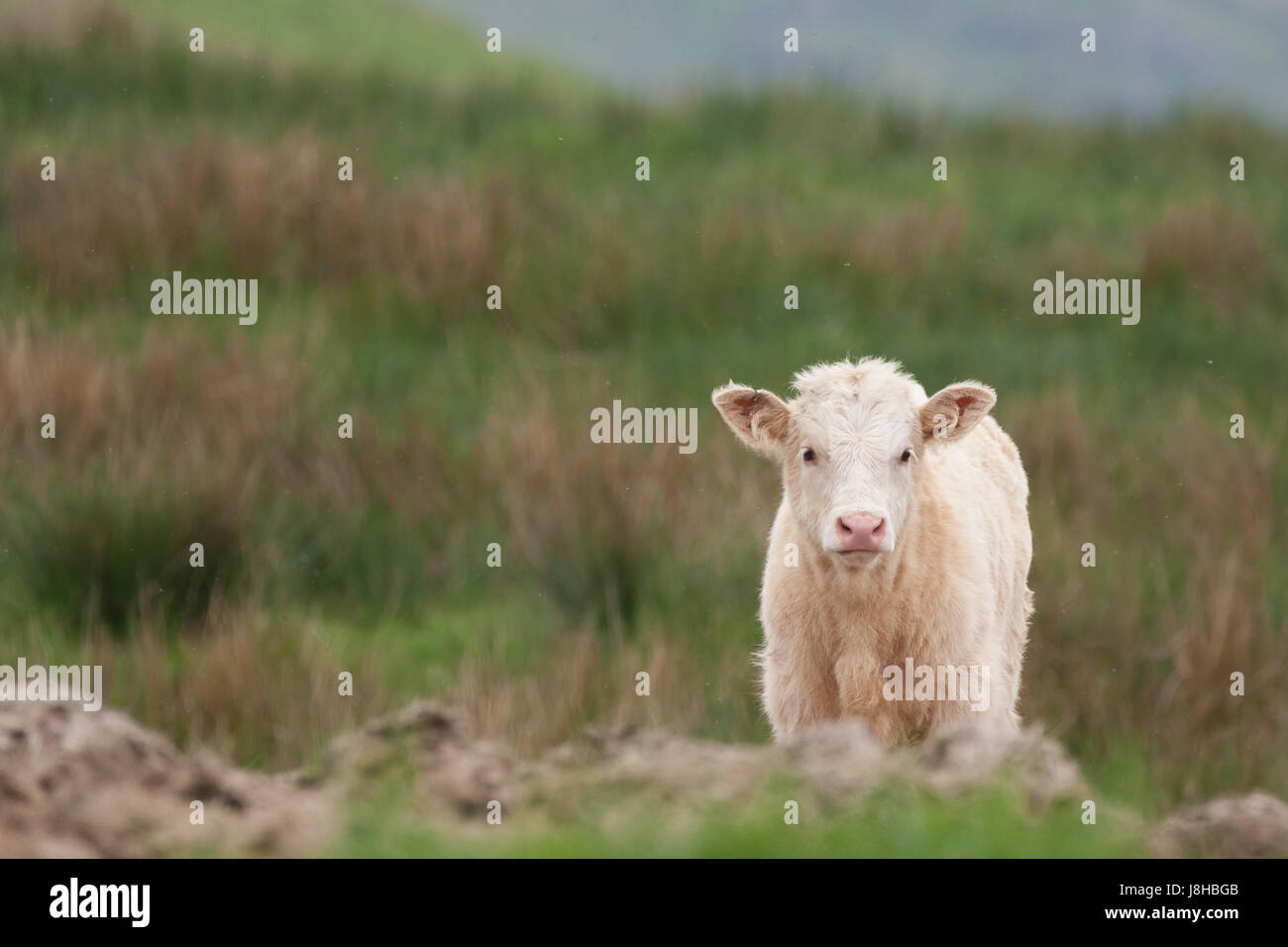 highland cow calf looking over the hill Stock Photo - Alamy