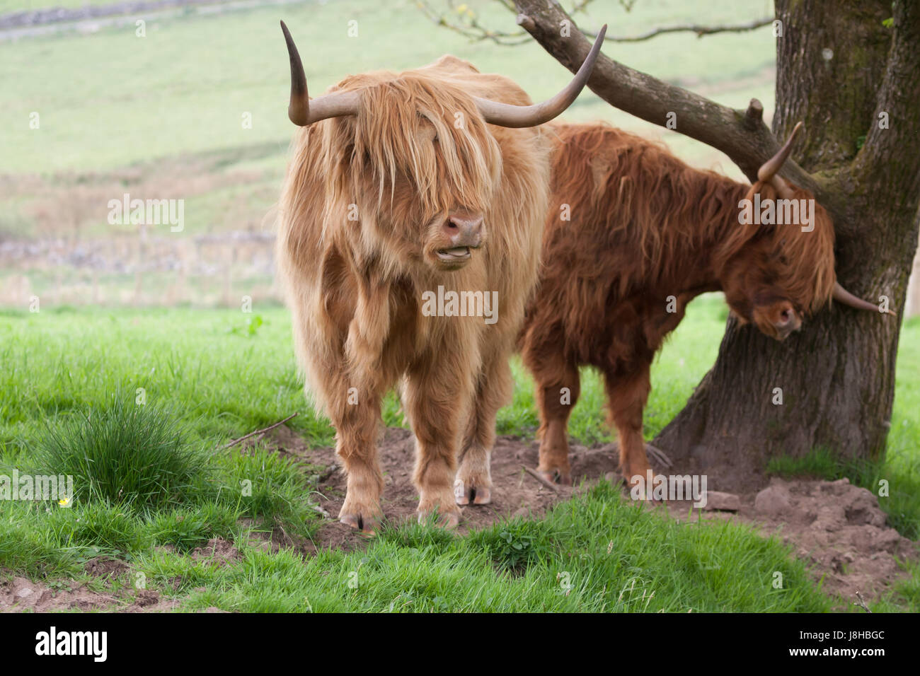 highland cows communicating Stock Photo - Alamy